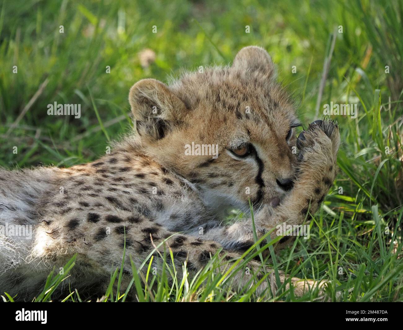 fluffy cub Cheetah (Acinonyx jubatus) cleaning face & paw in lush green ...