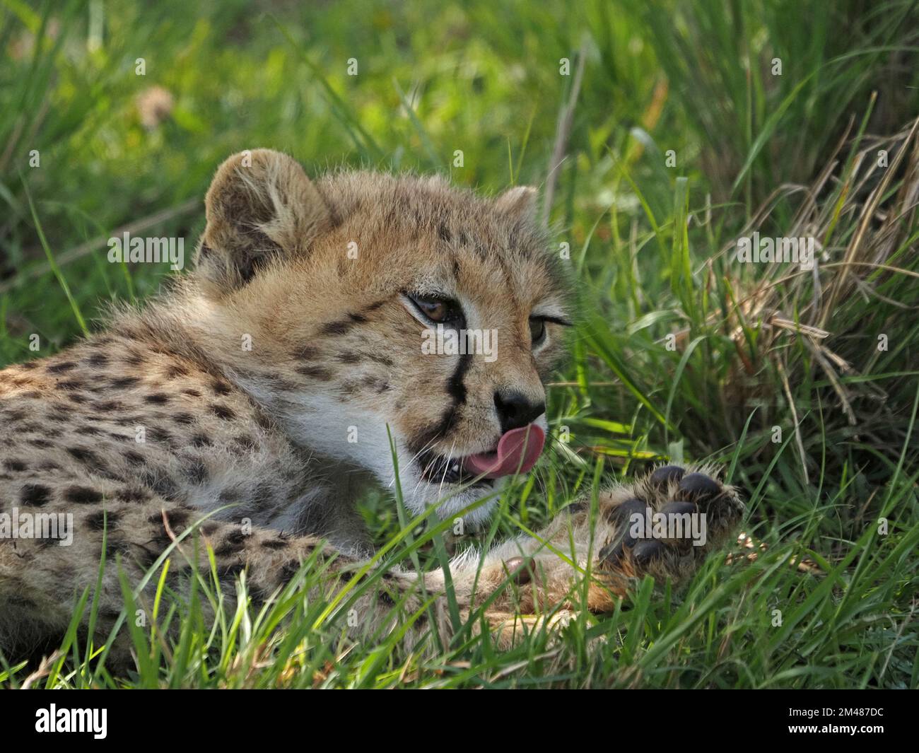 fluffy cub Cheetah (Acinonyx jubatus) cleaning face & paw in lush green ...