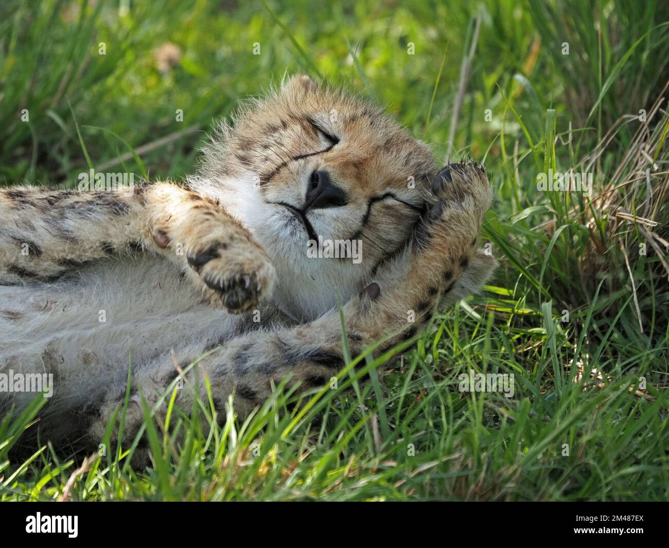 fluffy cub Cheetah (Acinonyx jubatus) cleaning face & paw in lush green ...