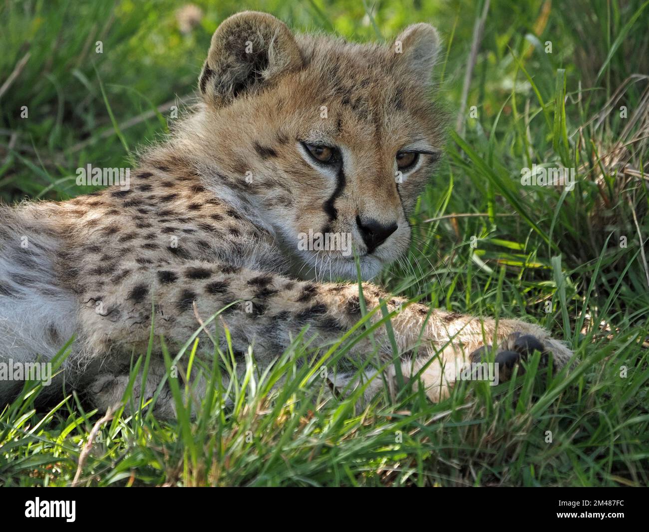 single fluffy cub Cheetah (Acinonyx jubatus) reclining in lush green ...
