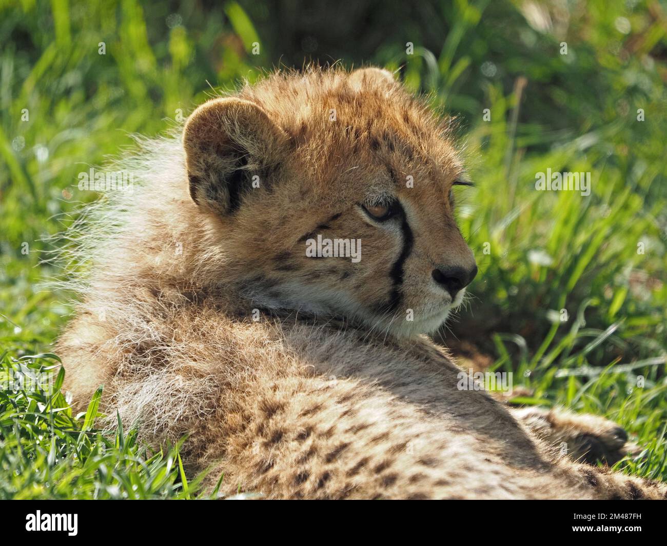 single fluffy cub Cheetah (Acinonyx jubatus) reclining in lush green ...