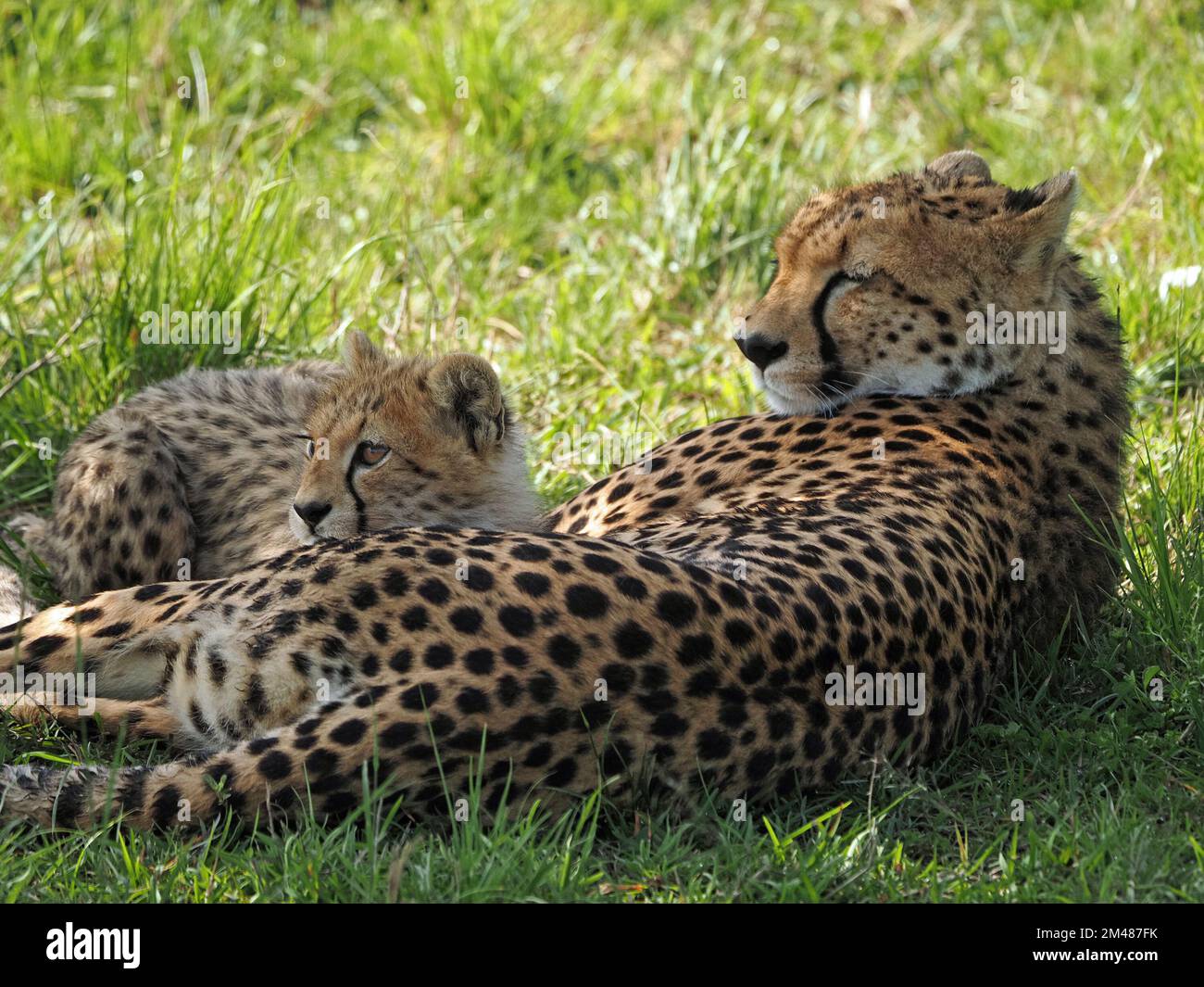 Cheetah mother (Acinonyx jubatus) and fluffy inquisitive young cub in ...