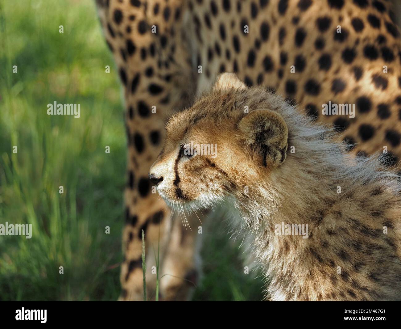 Cheetah mother (Acinonyx jubatus) and fluffy inquisitive young cub in ...