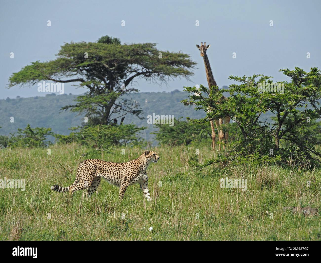 adult Cheetah (Acinonyx jubatus) striding across acacia scrub grassland ...
