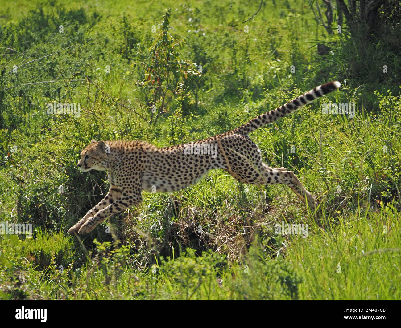 sub-adult grown Cheetah cub (Acinonyx jubatus) tail extended jumping ...