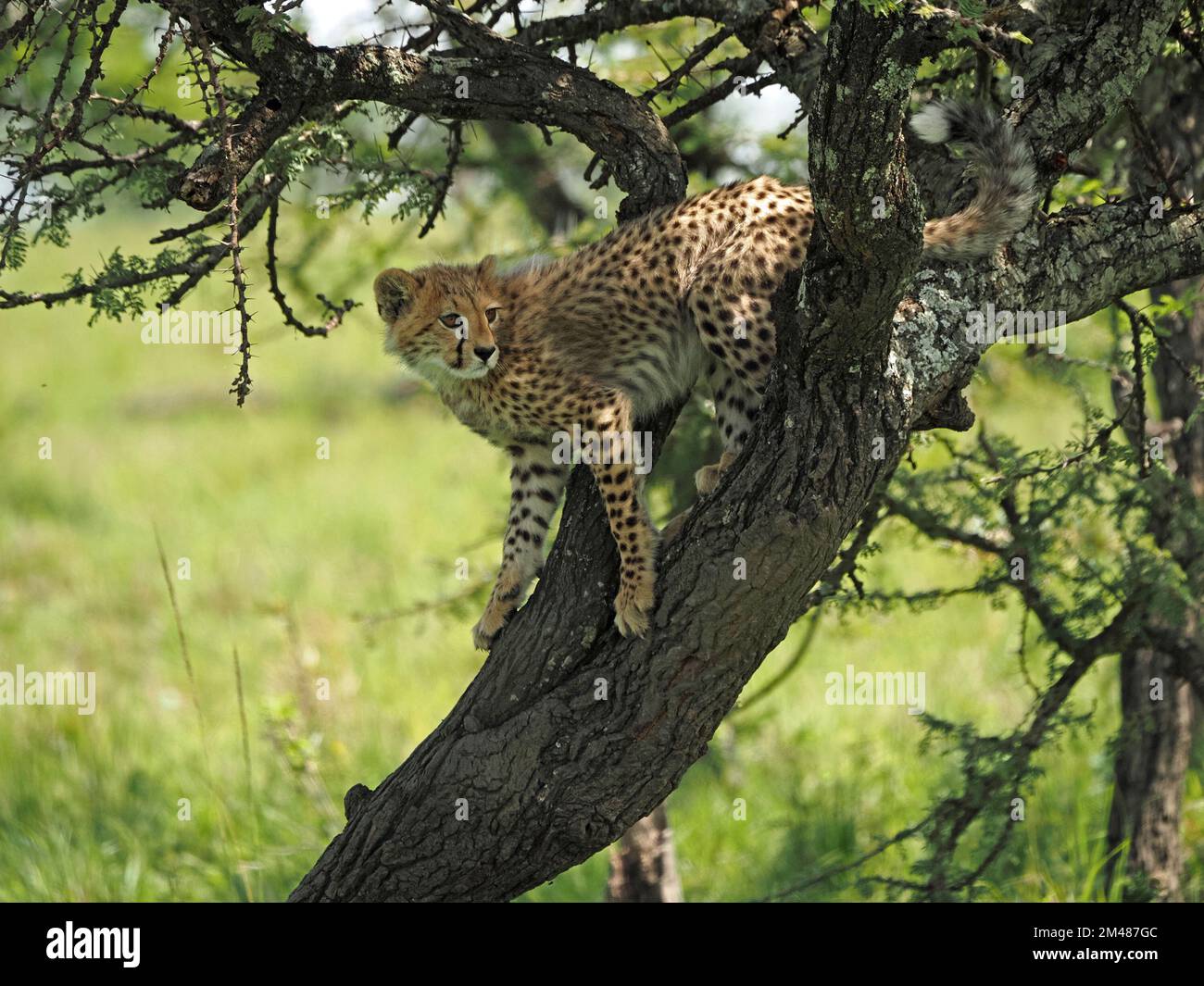 fluffy young Cheetah cub (Acinonyx jubatus) learning hunting skills ...