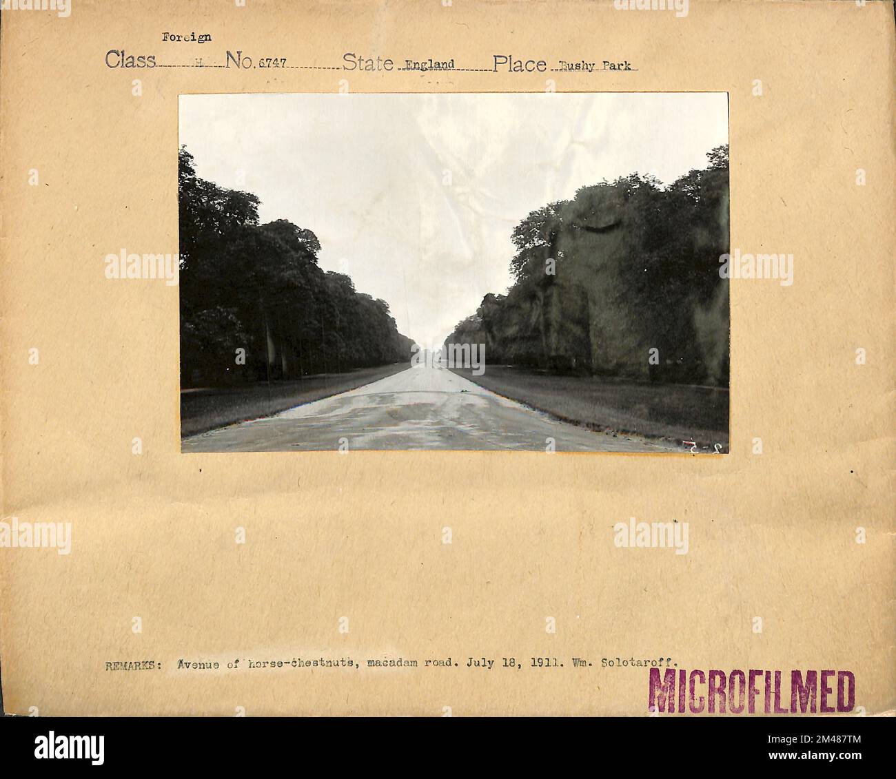 Avenue of Horse-chestnuts, Macadam Road. Original caption: Avenue of ...