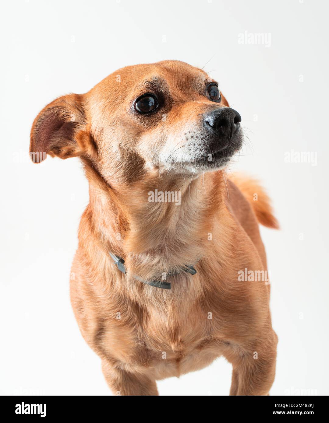 a small red-colored dog, a jack russell pinscher on a white background ...