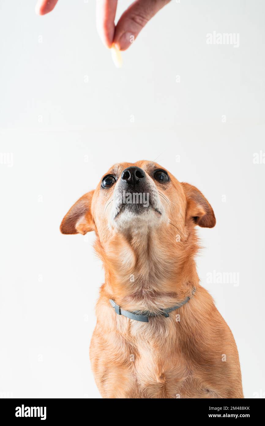 a small red-colored dog, a jack russell pinscher on a white background ...