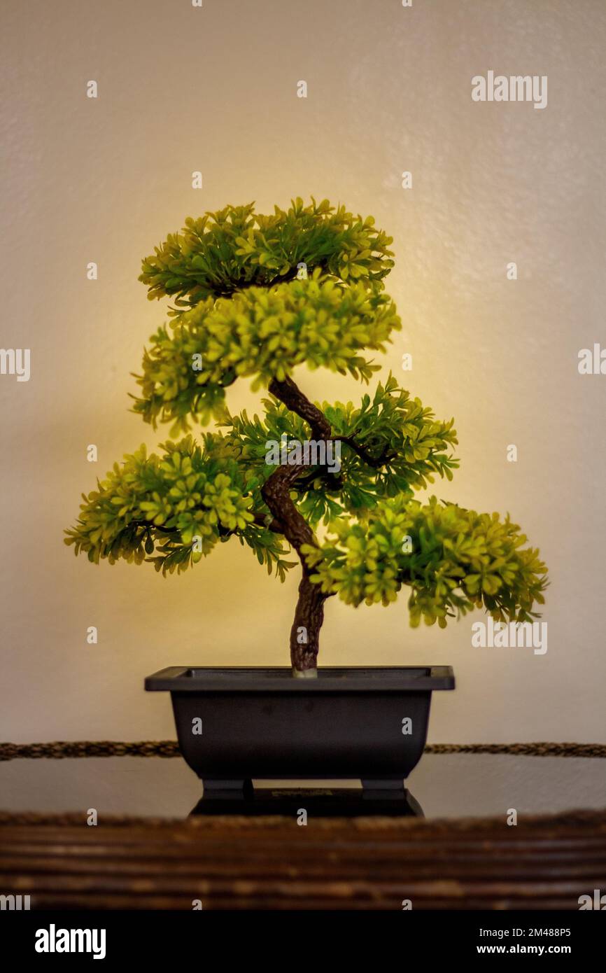 A vertical shot of a Japanese Bonsai plant in a pot and placed on the ...