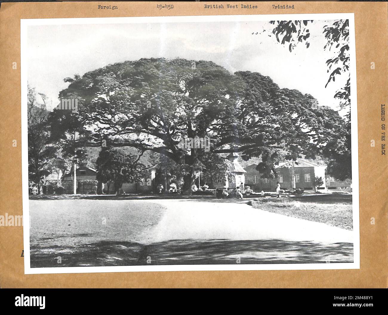 Saman Tree at the Country Club. Original caption: Of all the trees in ...