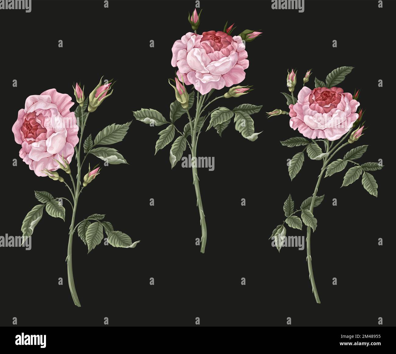 Beautiful bouquet pink roses Stock Vector Images - Alamy