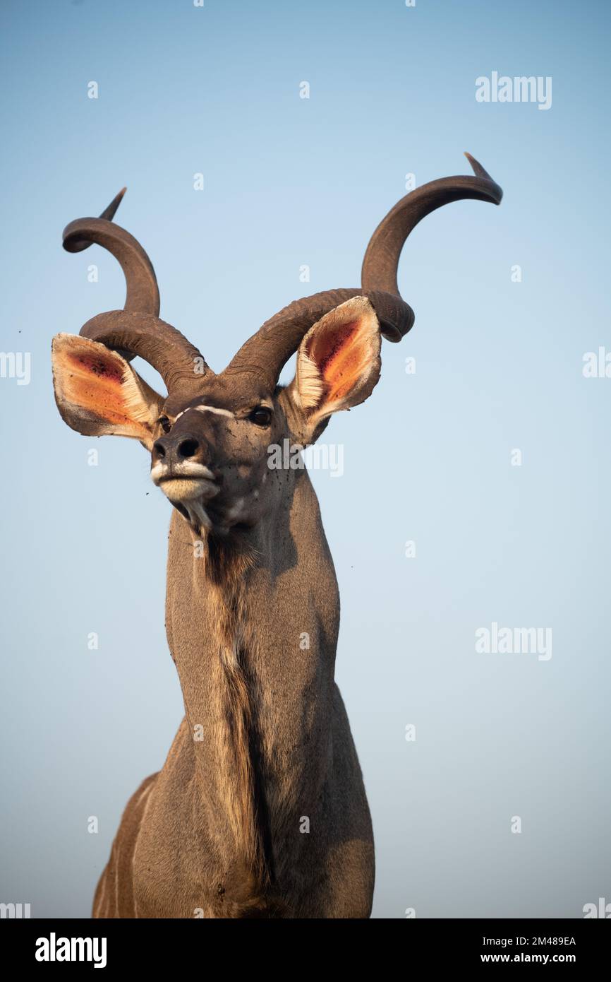 Kudu drinking at a water hole at night in South Africa Stock Photo - Alamy