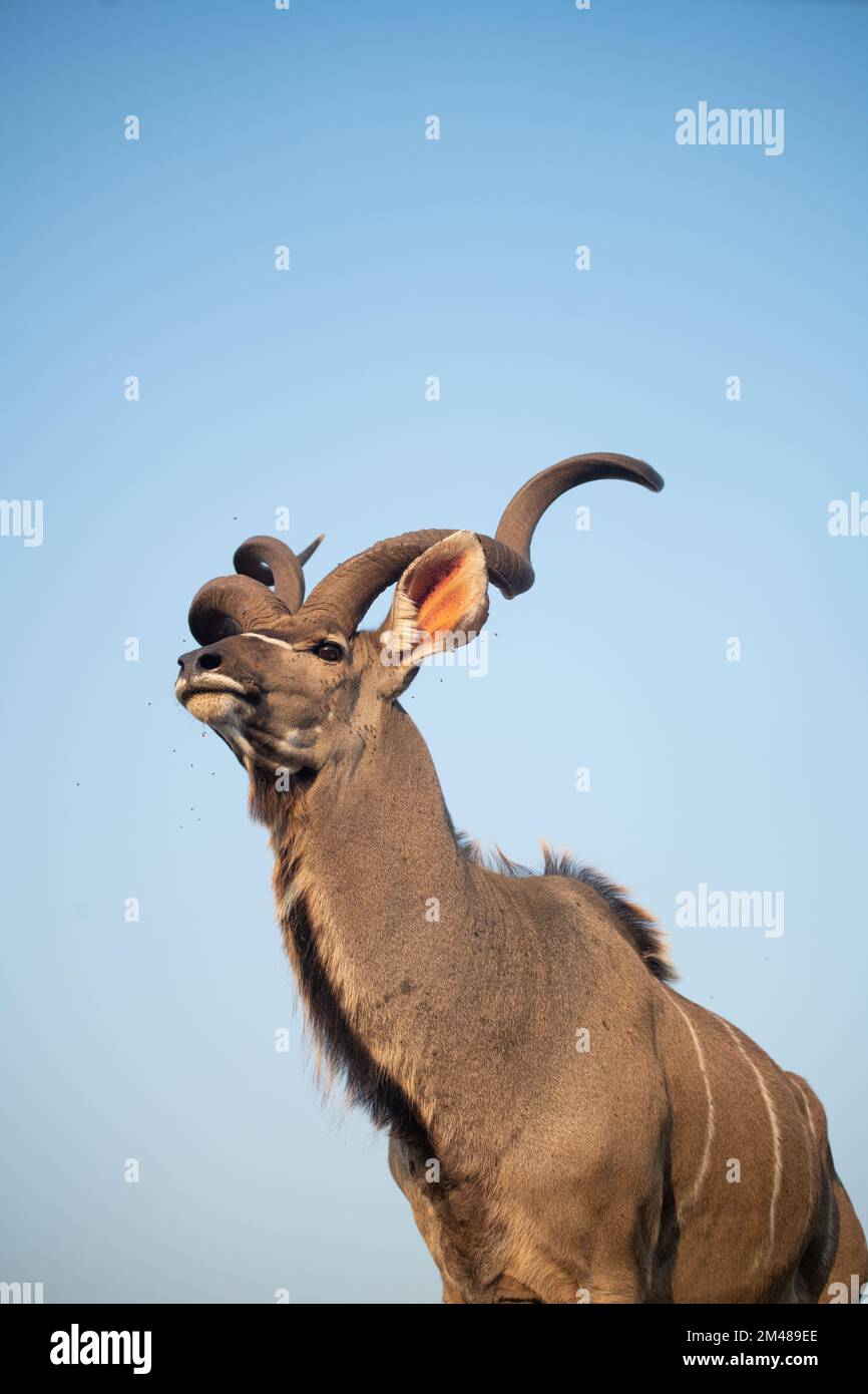 Kudu drinking at a water hole at night in South Africa Stock Photo - Alamy