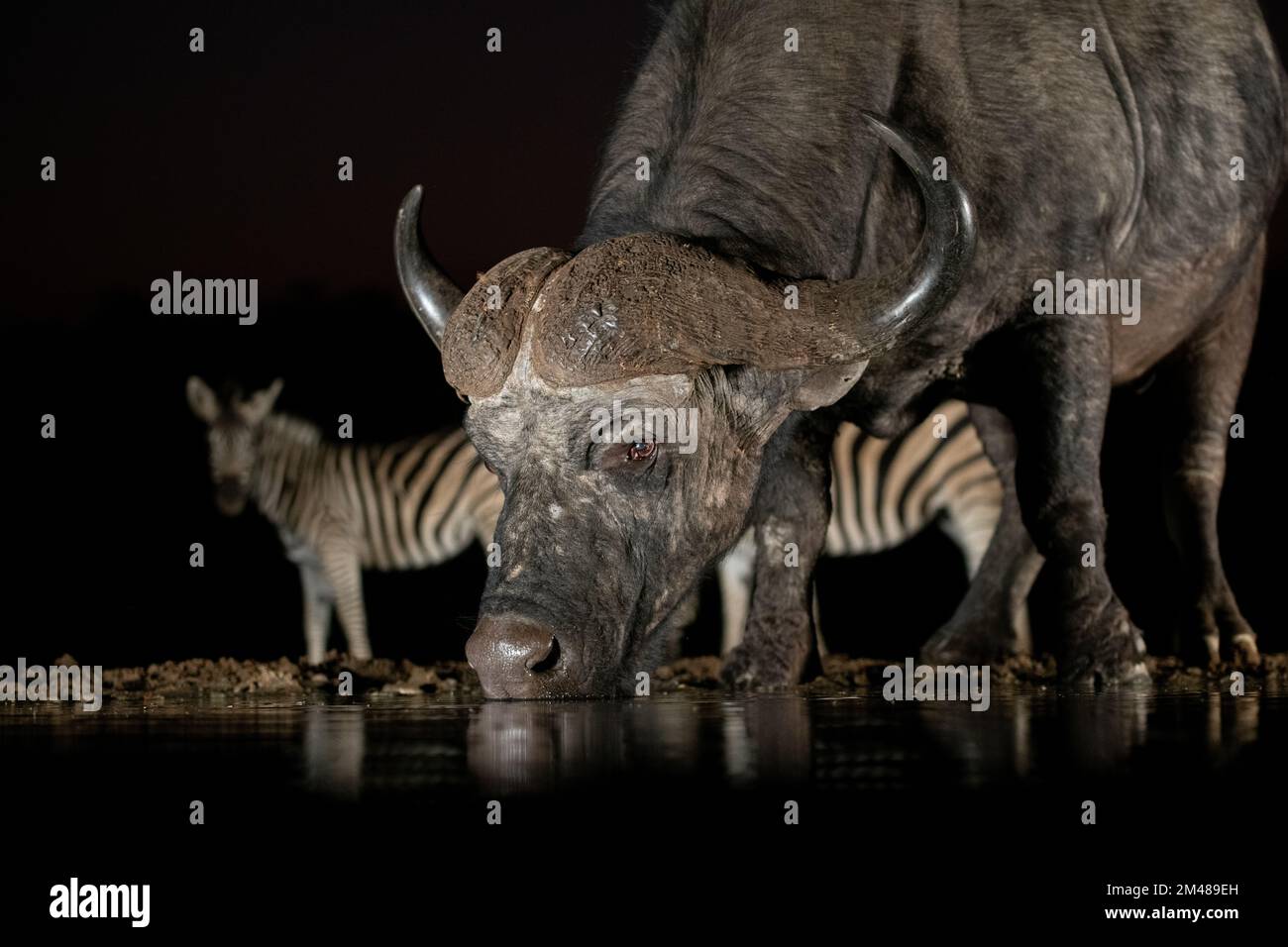 African buffalo visiting a water hole in South Africa with zebra in the ...