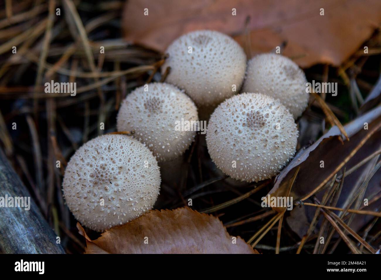 Close up View of Lycoperdon - puffball mushrooms growing in the forest ...
