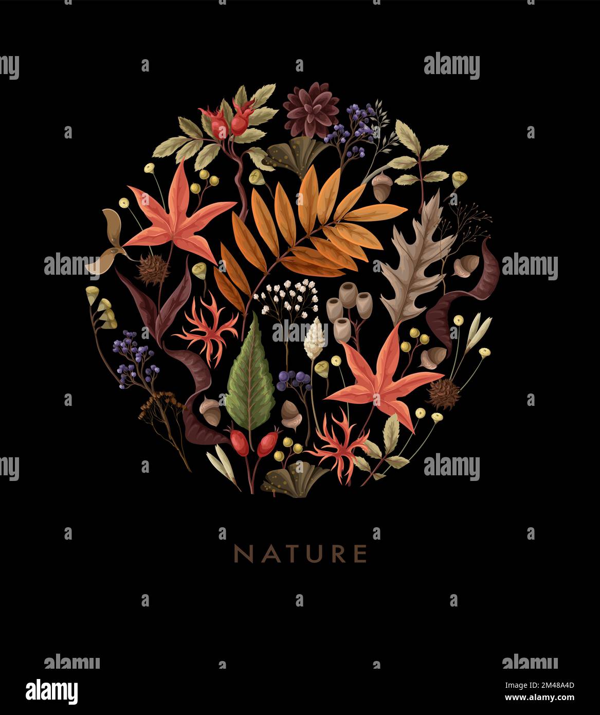 Dried plants background Stock Vector Images - Alamy