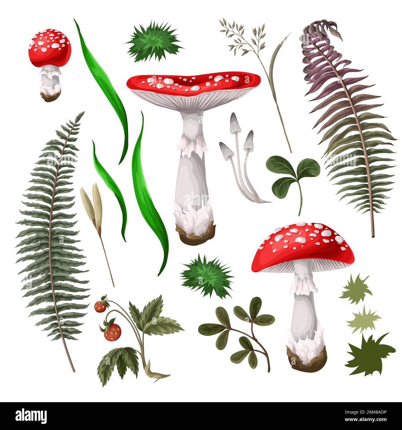 Autumn plants berries Stock Vector Images - Alamy