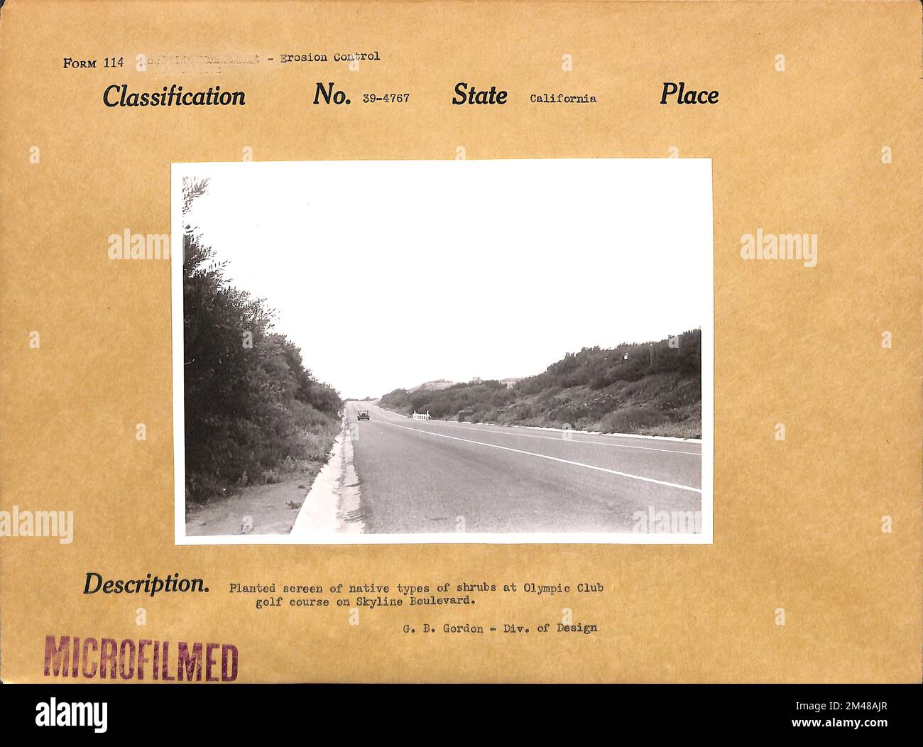 Planted screen of native types of shrubs at Olympic Club golf course on ...
