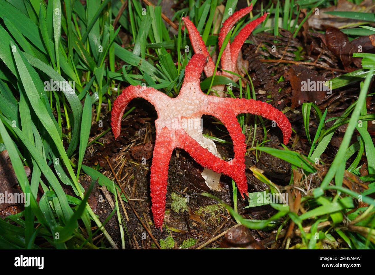 Fungus Clathrus archeri, commonly known as devil's fingers mushroom or ...