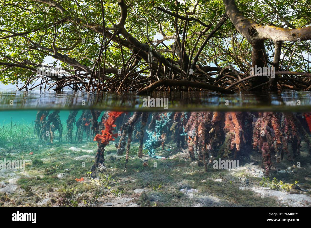 Mangrove trees in the water with their roots partially covered by sea ...