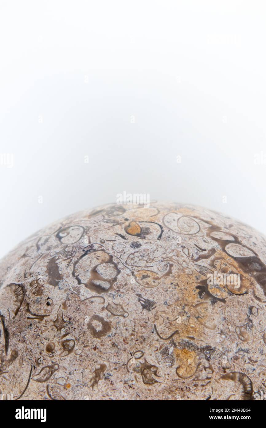 Multiple fossils embedded in polished stone on white backgroun with ...