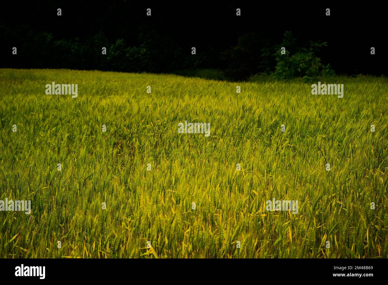 Overgrown grassy field over fallow farmland with dark wood in ...