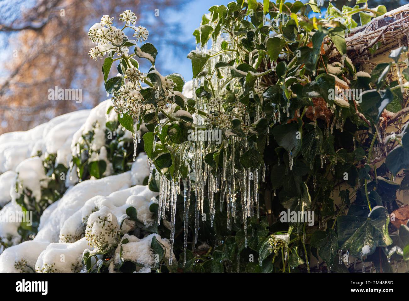 Evergreen ivy plant wet frosted with icicles Stock Photo - Alamy
