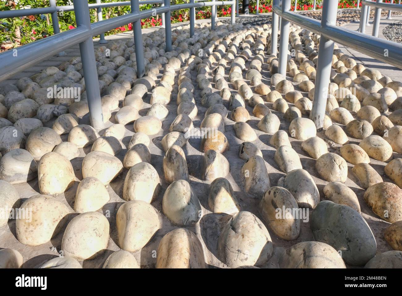 Reflexology cobblestones pathway for foot massage. White pebble stones ...