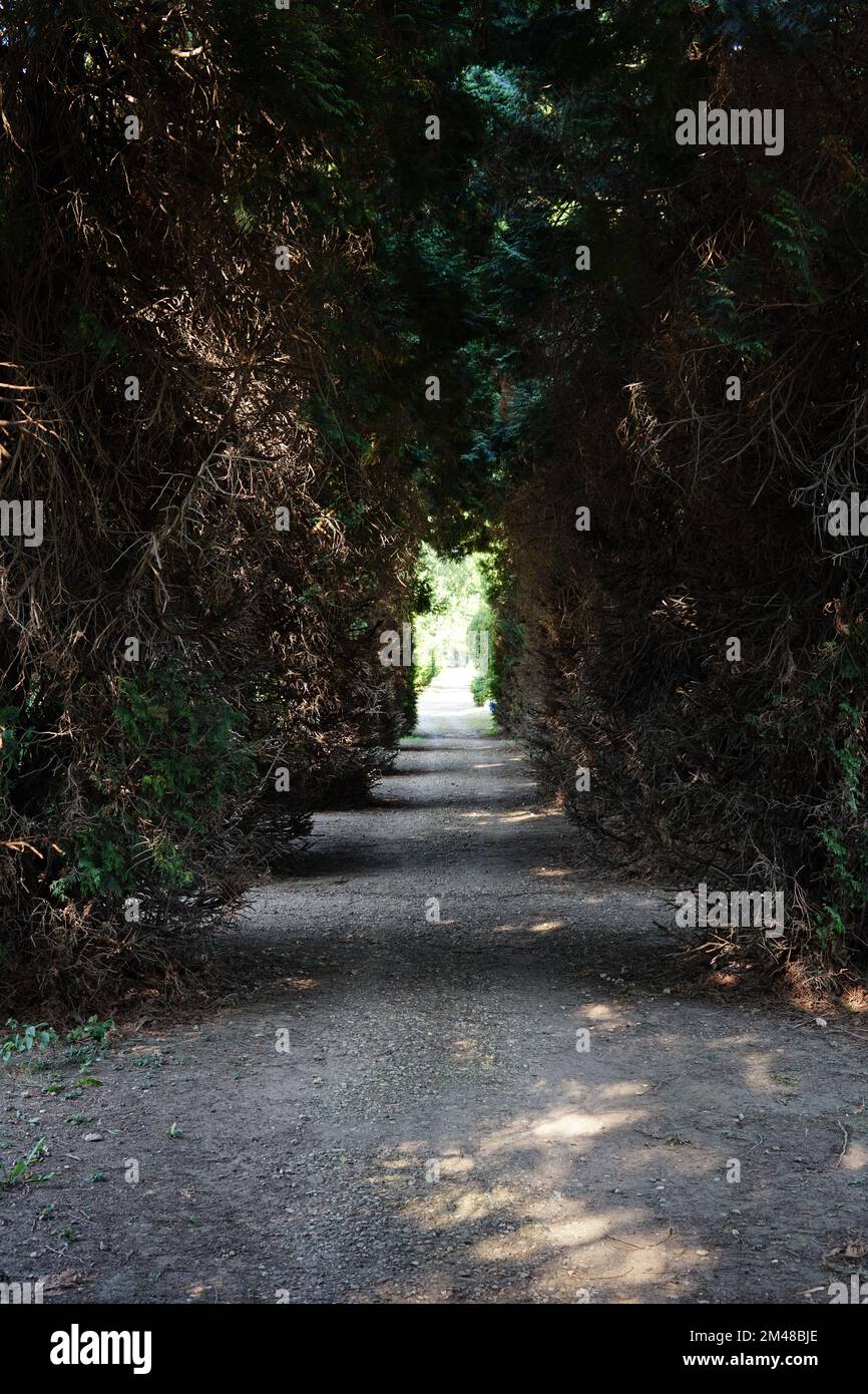 A narrow path between dry bushes and trees Stock Photo - Alamy