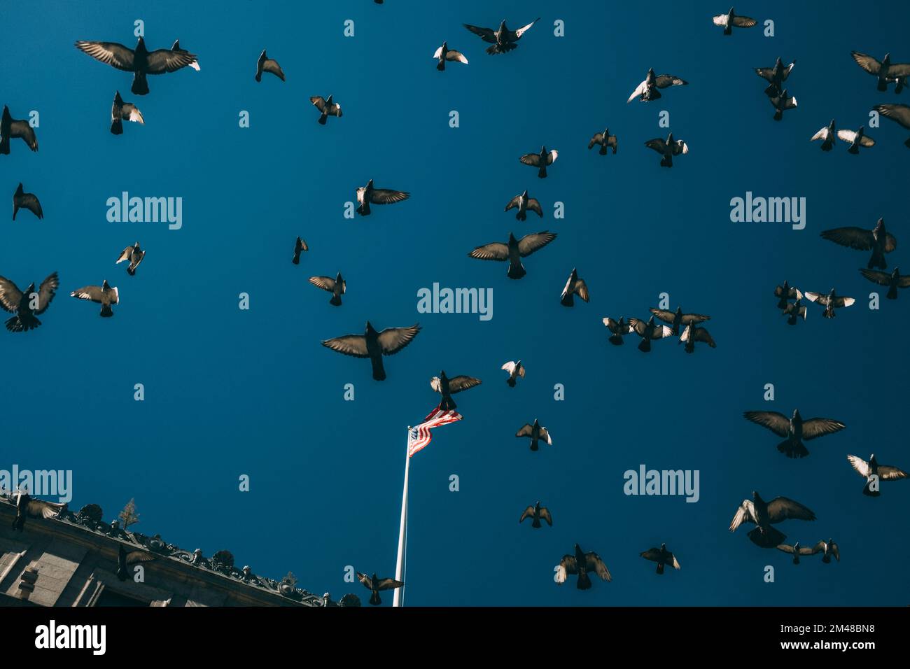 New York Manhattan, 02.10 - 10.10.22: Auffliegende Tauben neben einer ...