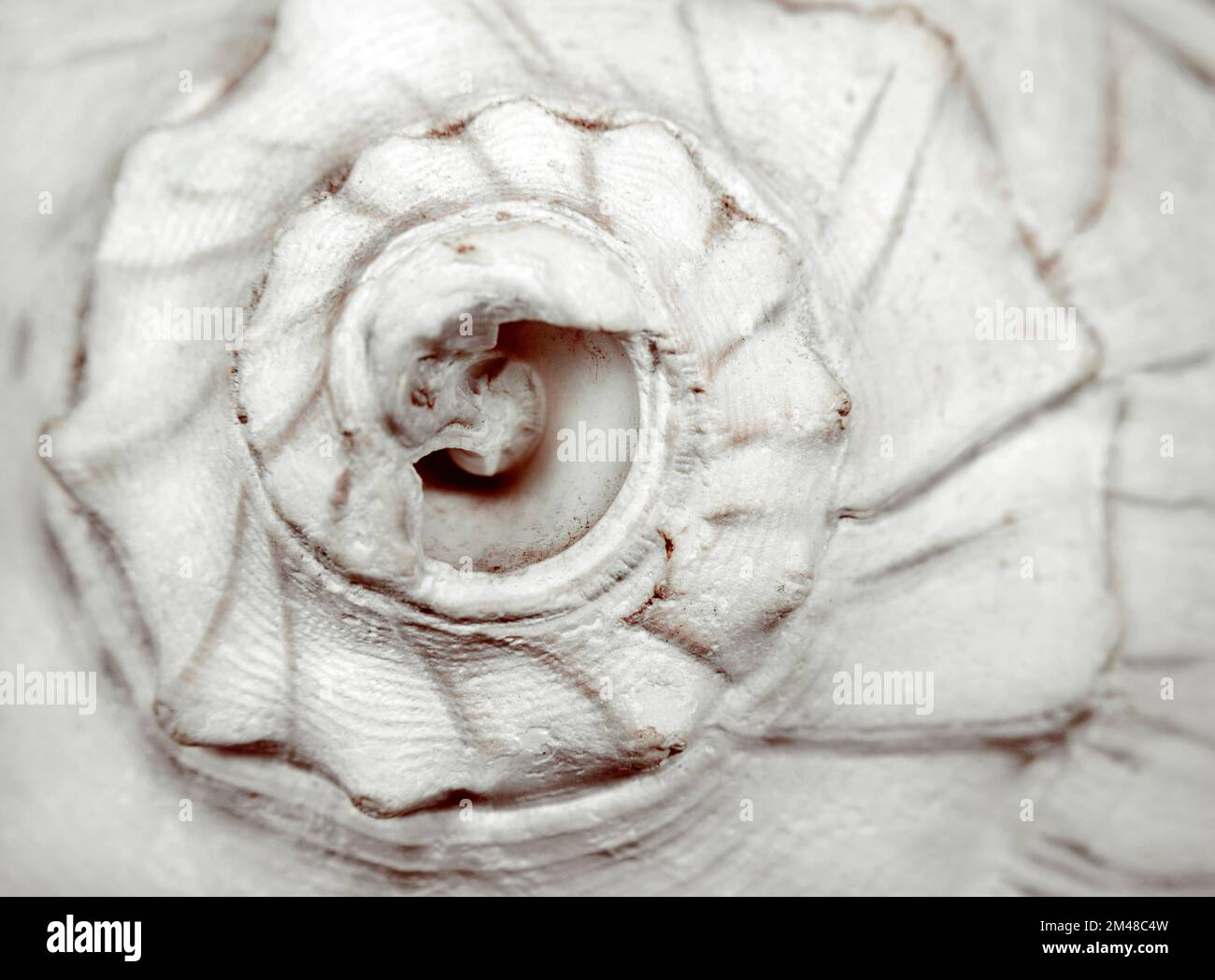 Spiral tip of Conch Shell Stock Photo - Alamy Spiral tip of Conch Shell Stock Photo - Alamy