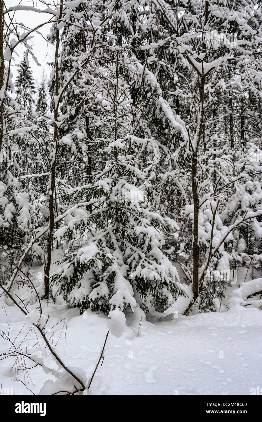 Snow-covered December forest in the Leningrad region Stock Photo - Alamy