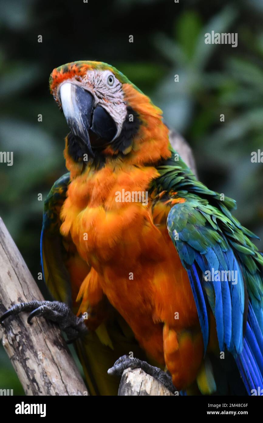 A Macaw is seen in captivity during a tour at the Chapultepec zoo Stock ...