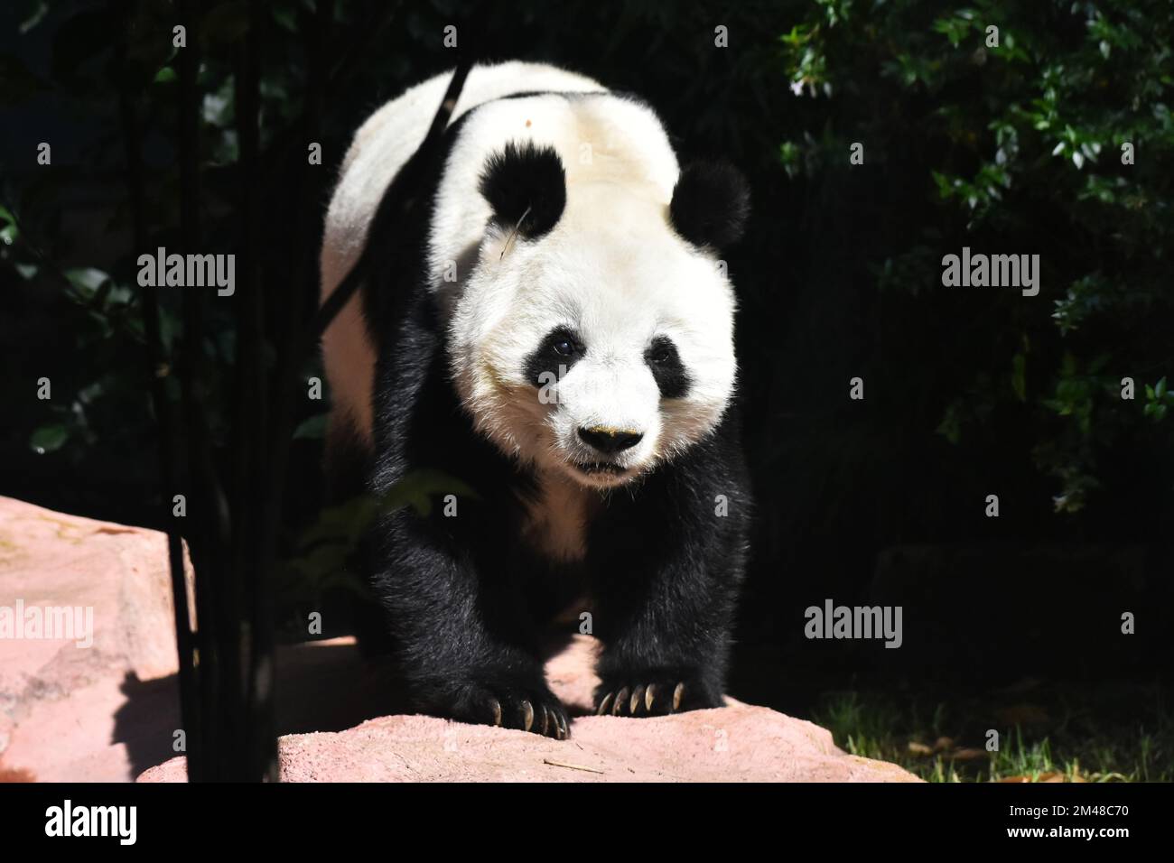 The Panda Bear oldest of the world with 32-year-old is seen eating ...