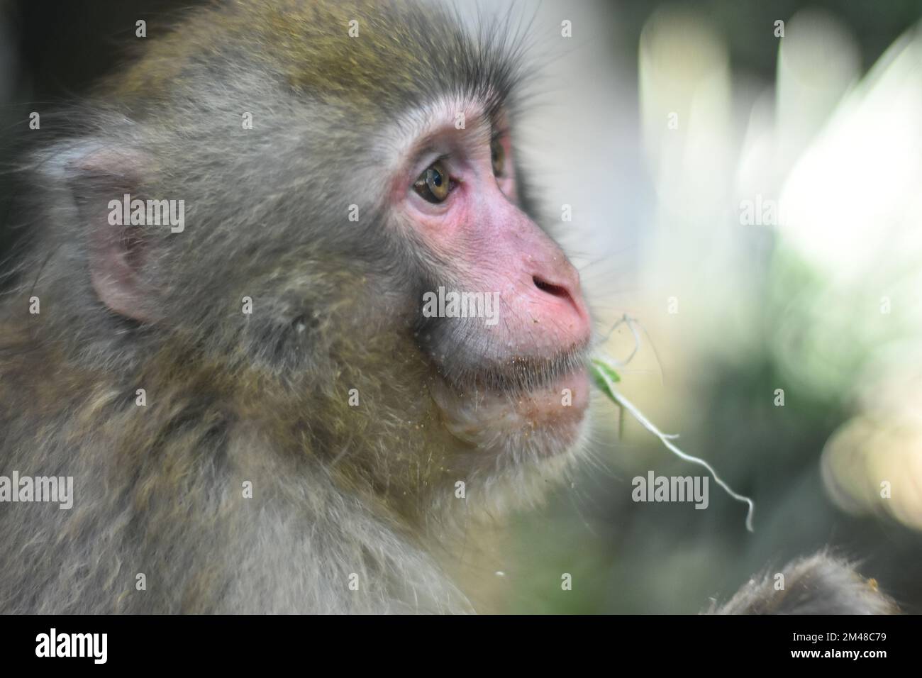 A Chinese Monkey is seen eating flowers during his captivity at the ...