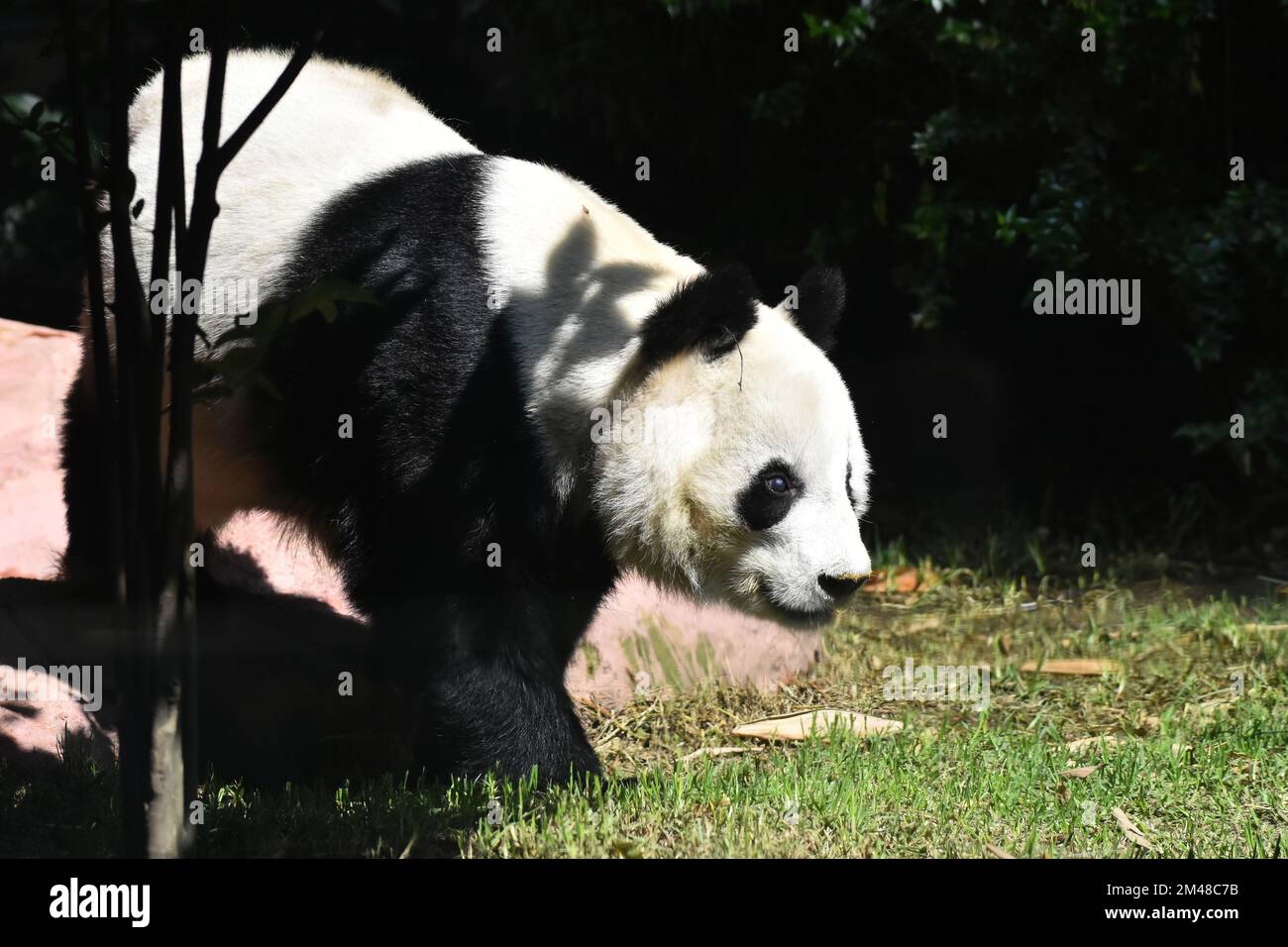 The Panda Bear oldest of the world with 32-year-old is seen eating ...