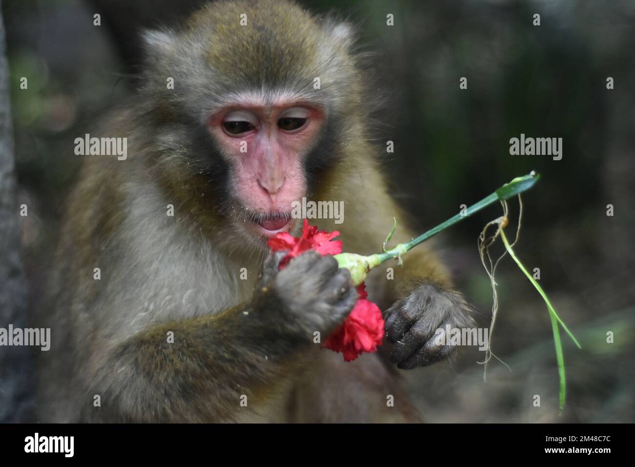 A Chinese Monkey is seen eating flowers during his captivity at the ...