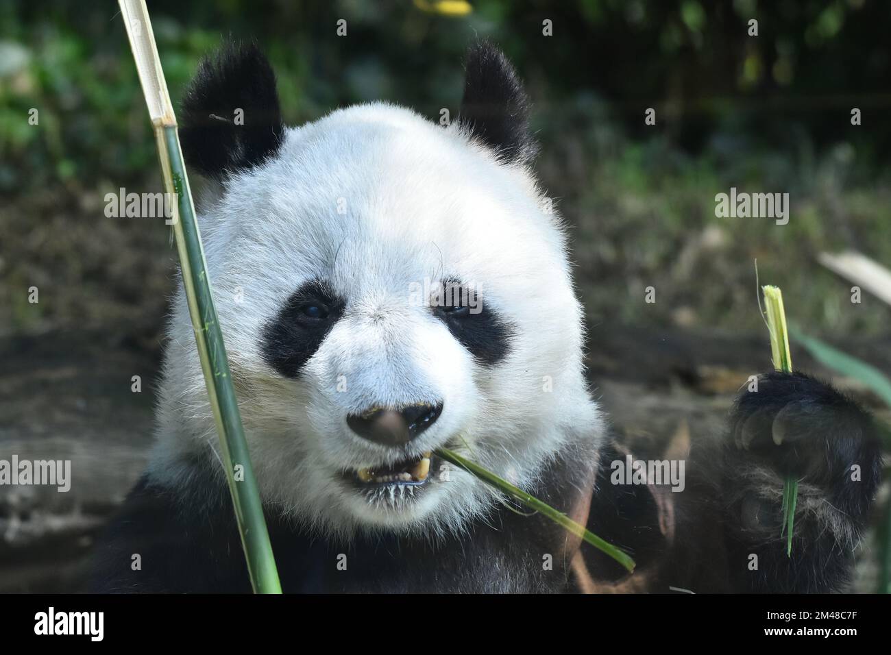 The Panda Bear oldest of the world with 32-year-old is seen eating ...