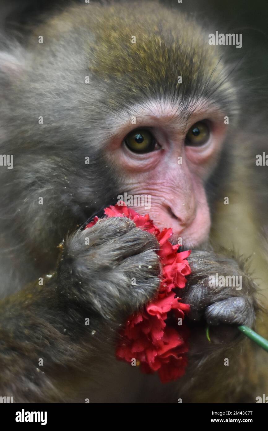 A Chinese Monkey is seen eating flowers during his captivity at the ...