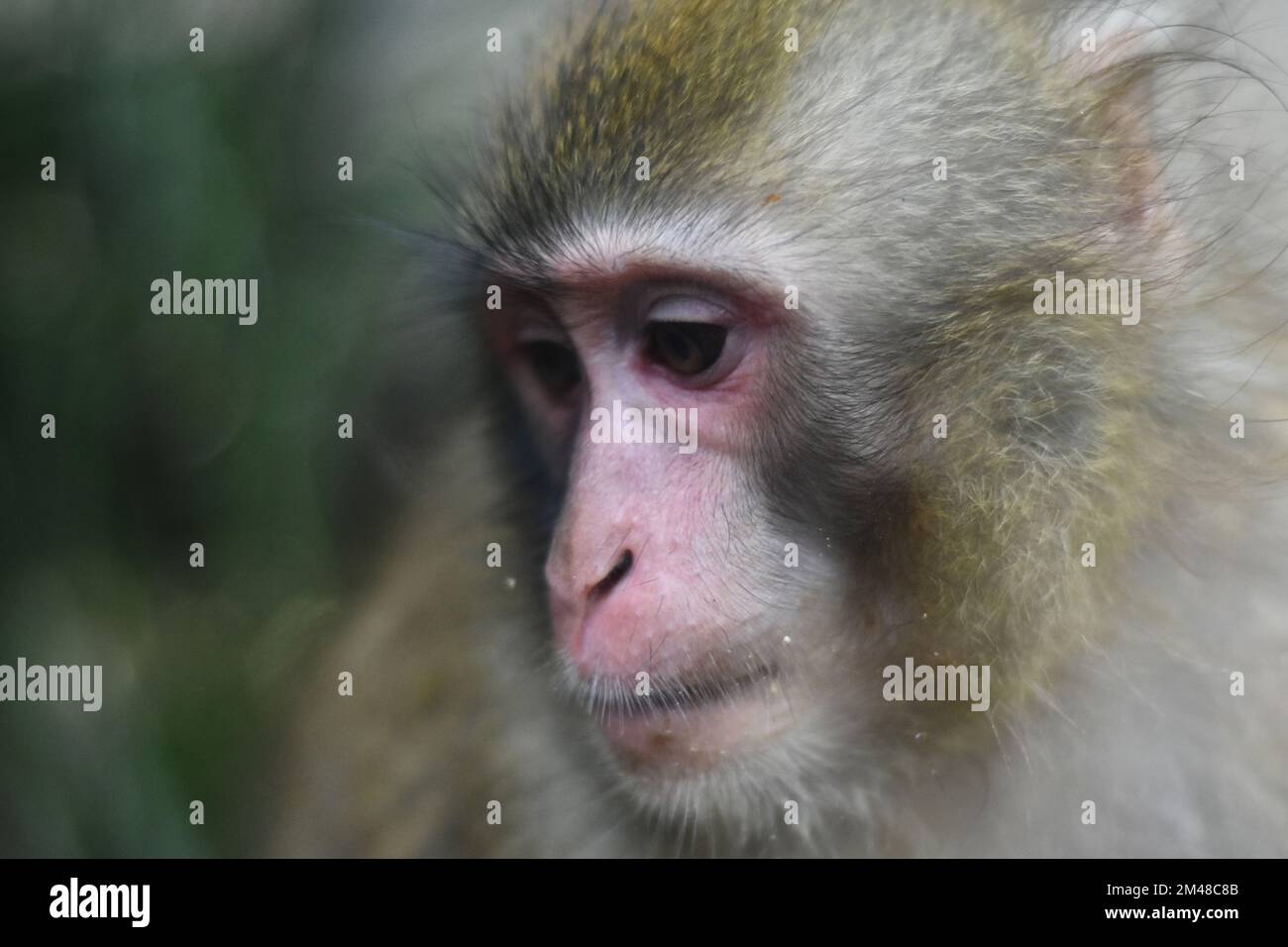 A Chinese Monkey is seen eating flowers during his captivity at the ...