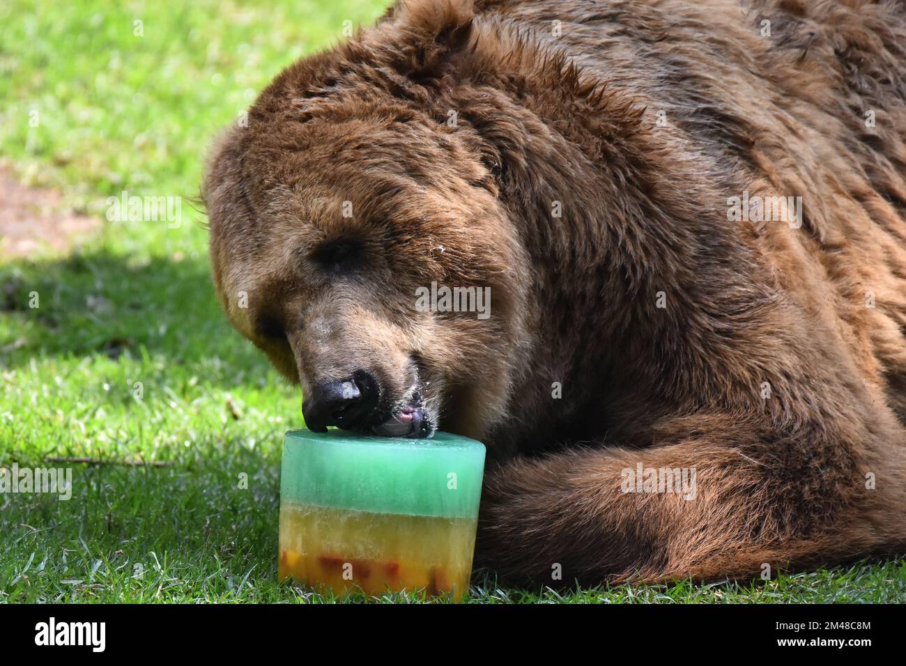 A Grizzly Bear is seen eating honey during his captivity at the ...
