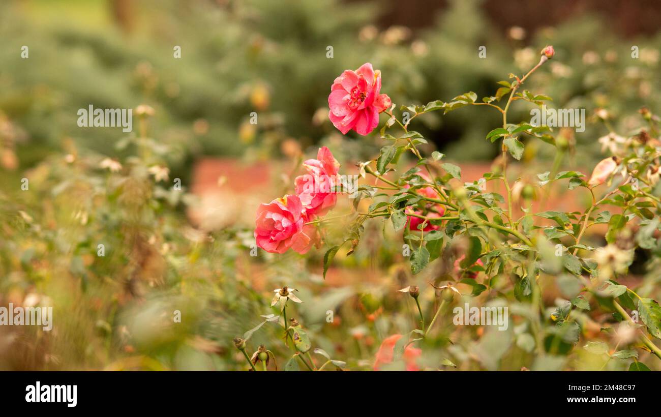 Horizontal landscape pink hi-res stock photography and images - Alamy