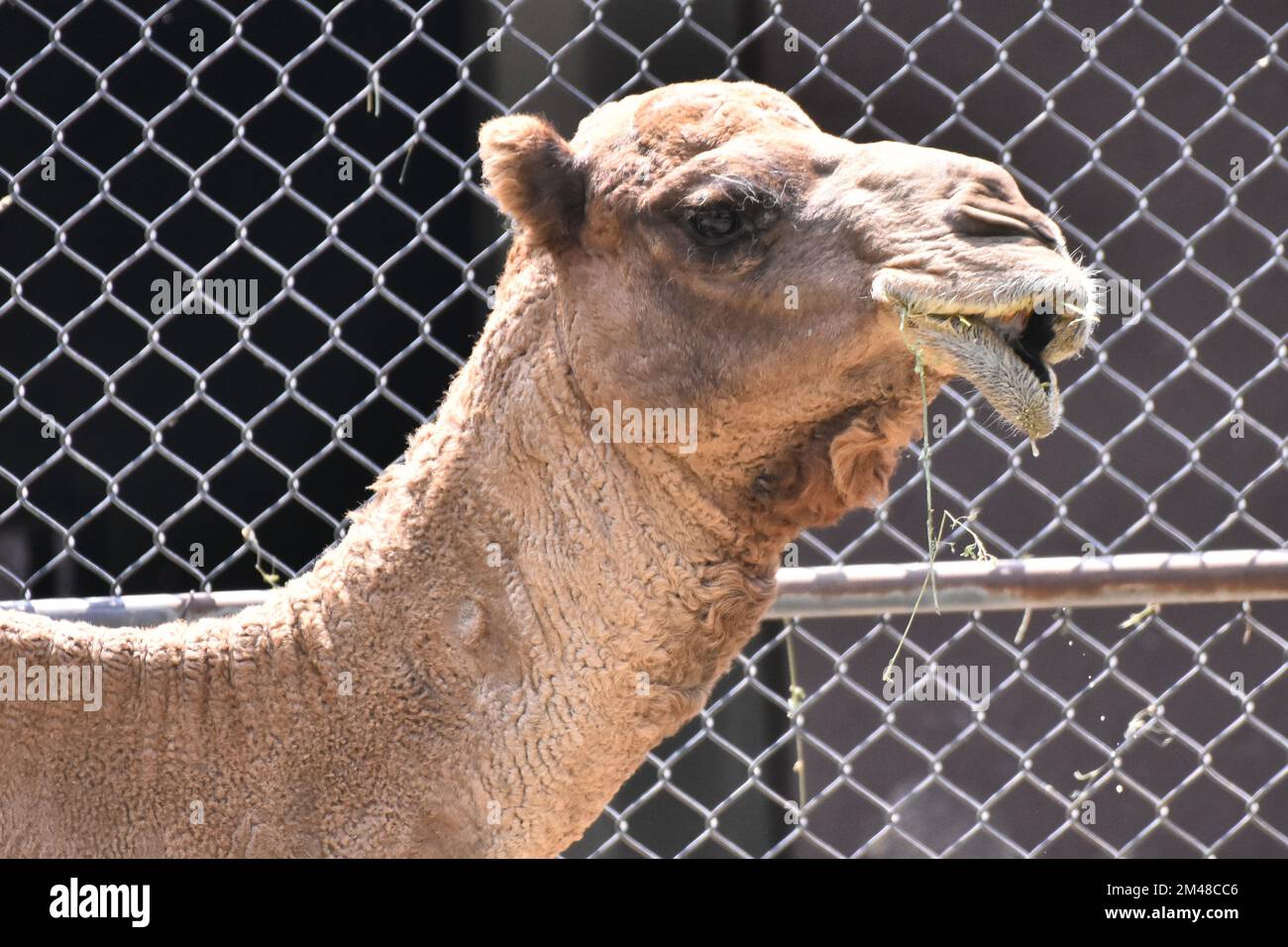 A Camel is seen eating during his captivity at the Chapultepec Mexican ...