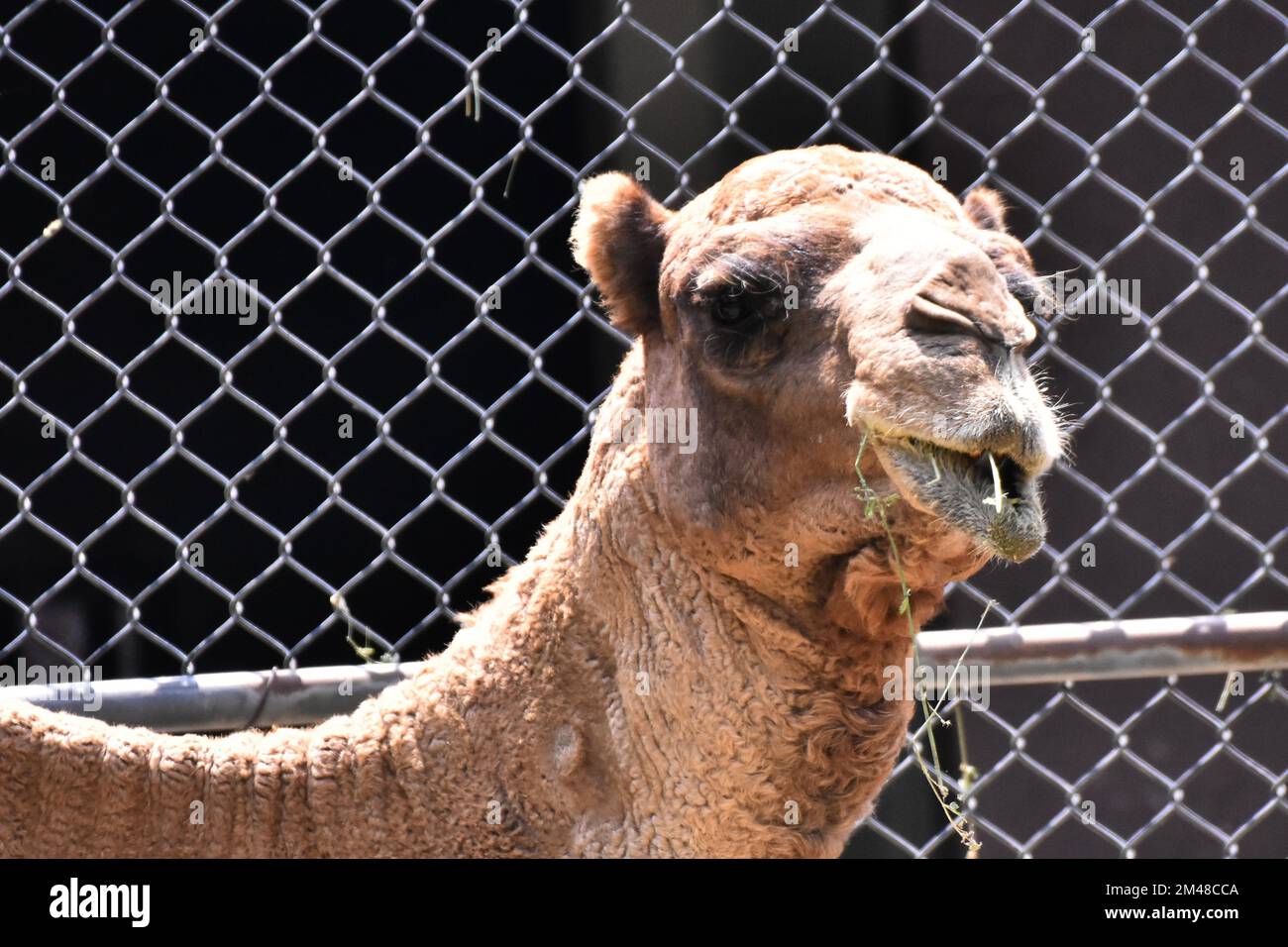 A Camel is seen eating during his captivity at the Chapultepec Mexican ...