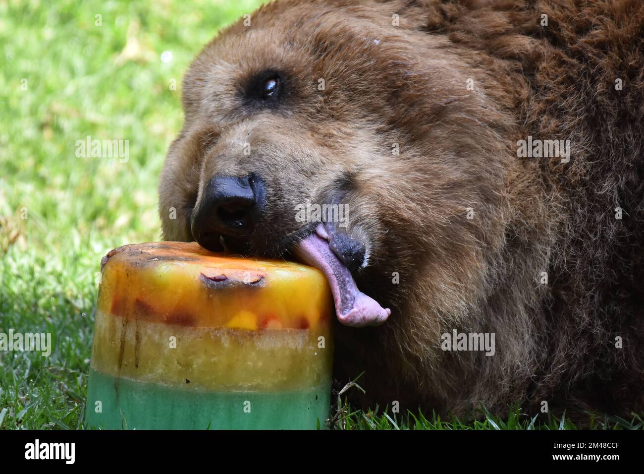 A Grizzly Bear is seen eating honey during his captivity at the ...