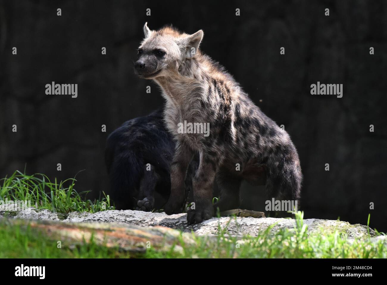A Spotted hyena is seen during his captivity at the Chapultepec Mexican ...