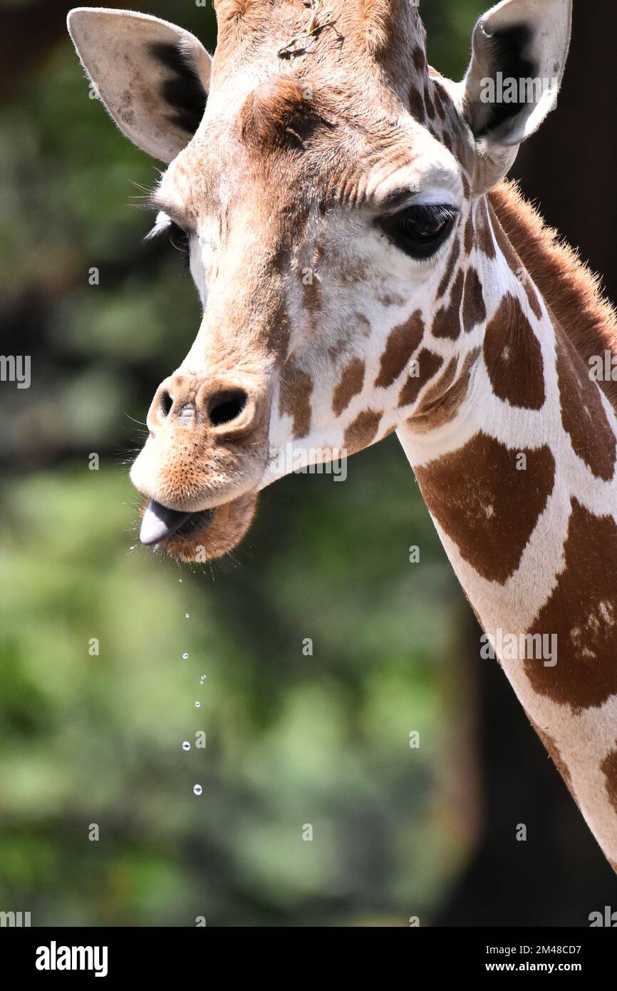 A Giraffe is seen eating during his captivity at the Chapultepec ...