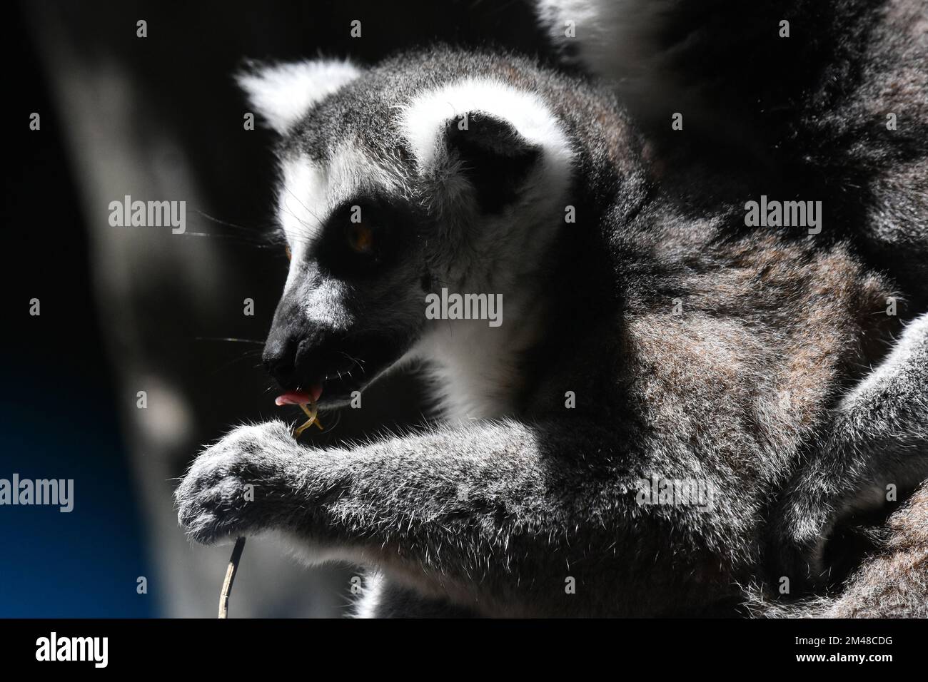 A Lemur Ring-tailed is seen eating during his captivity at the ...