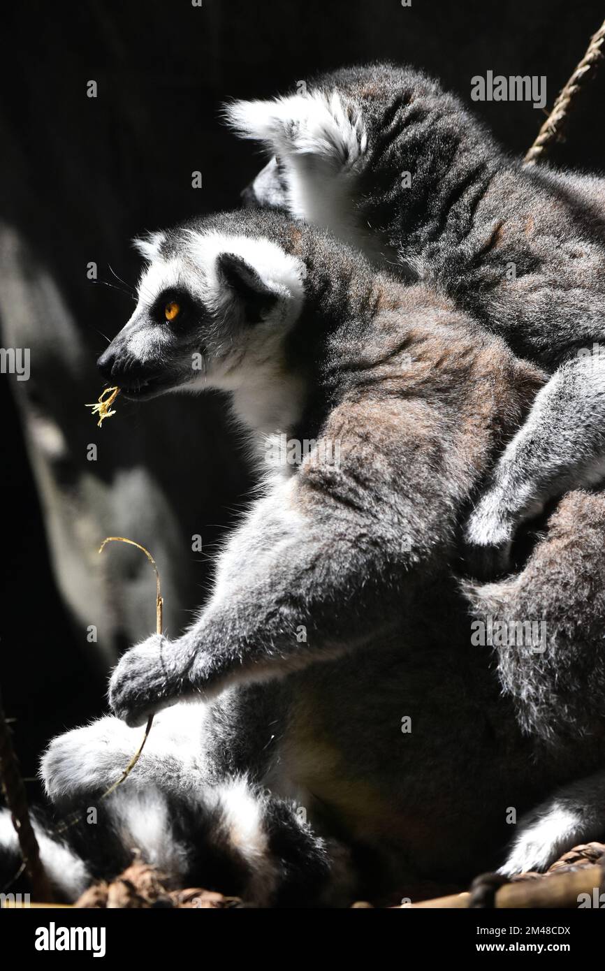 A Lemur Ring-tailed is seen eating during his captivity at the ...